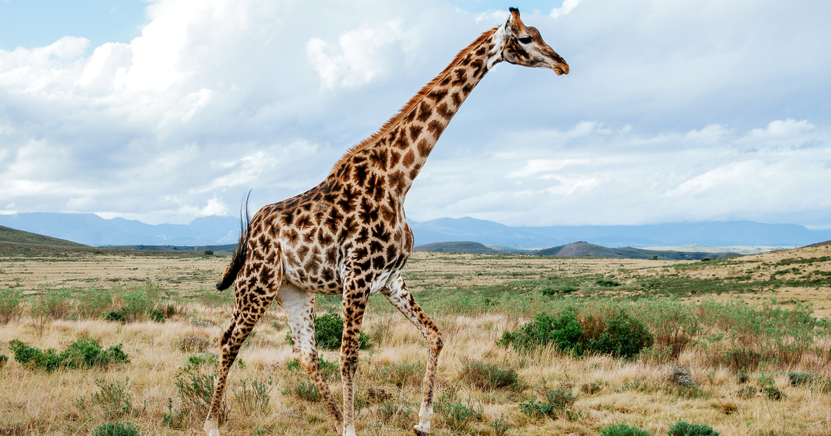 Informatie over de giraf | IFAW