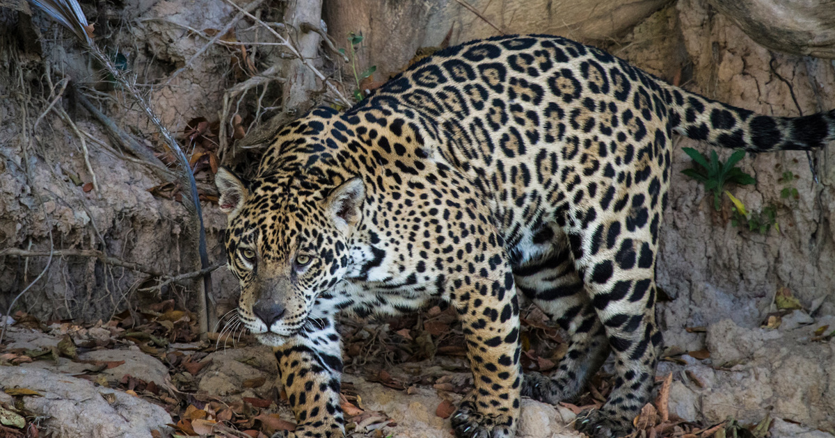 Jaguar animal facts: habitat, diet & threats | IFAW