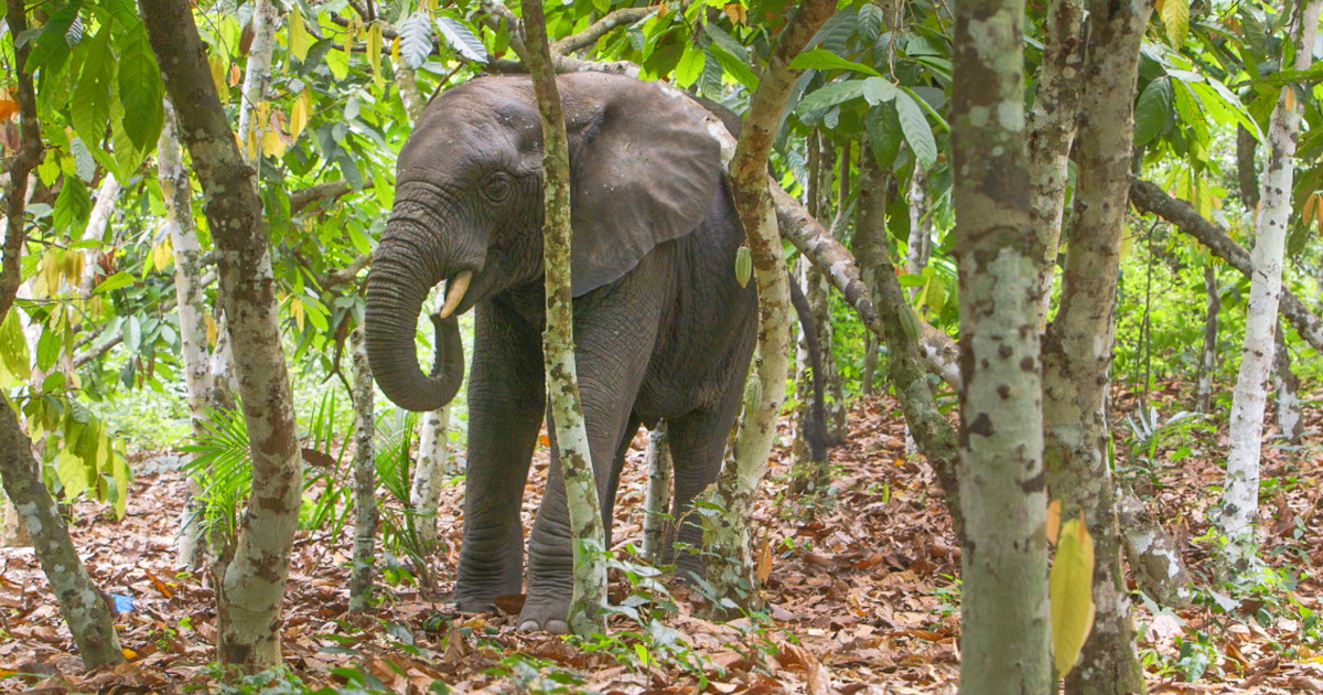 African forest elephant: threats and conservation | IFAW