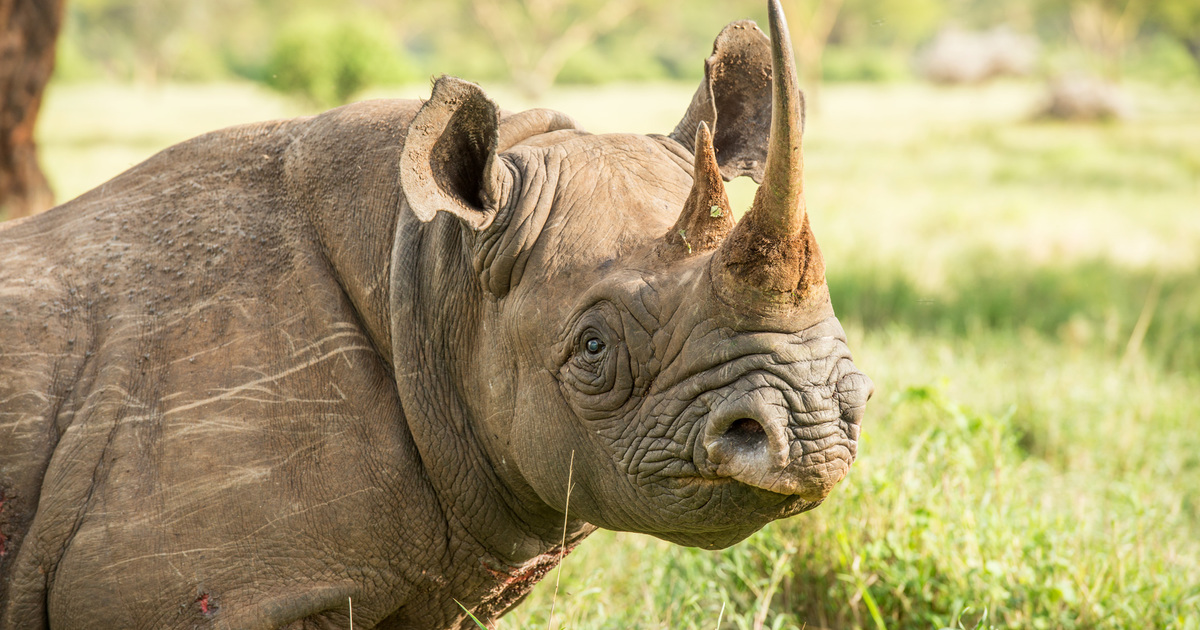 West African Black Rhino
