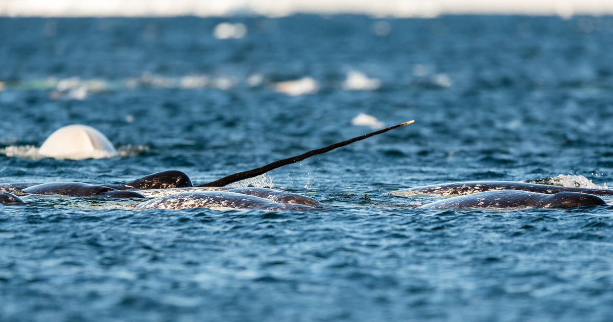 Narwhals: The Unicorns of the Sea | IFAW