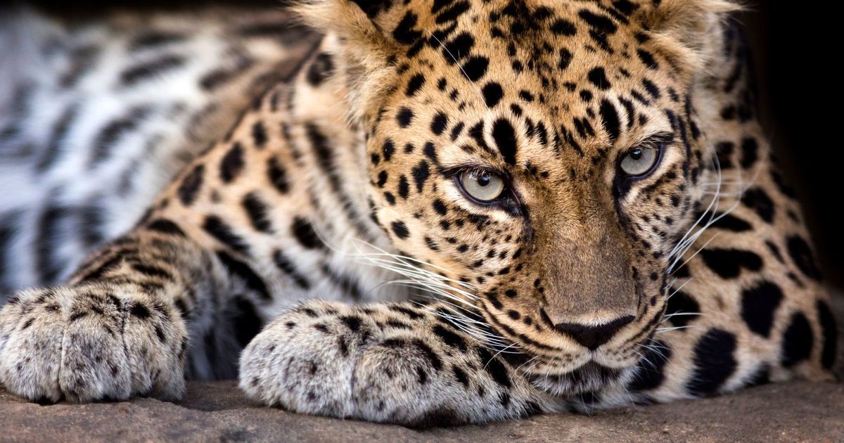 Interesting facts about Amur leopards | IFAW