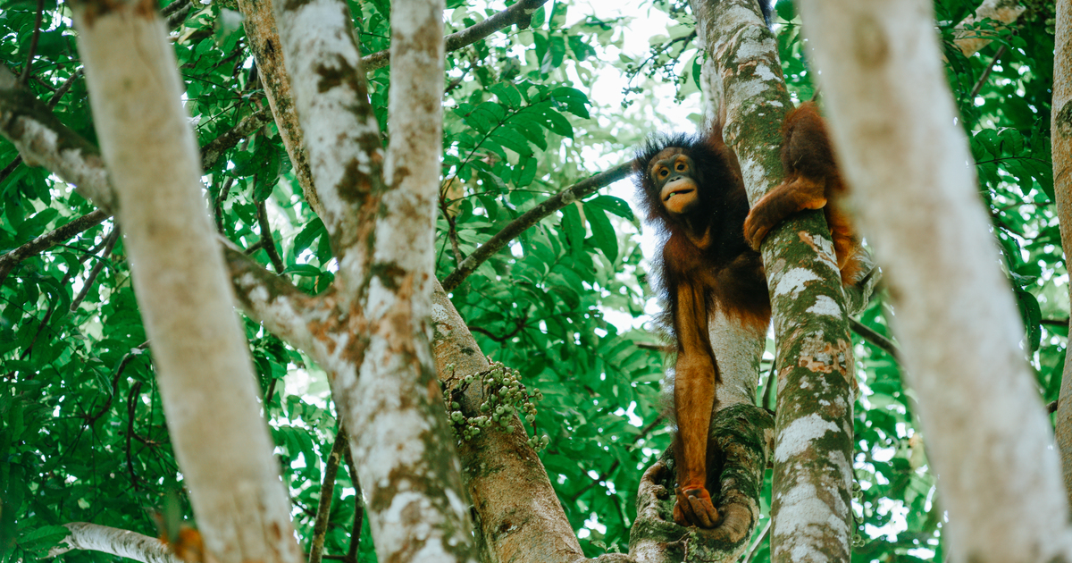 Great Apes and Lesser Apes Conservation Facts | IFAW