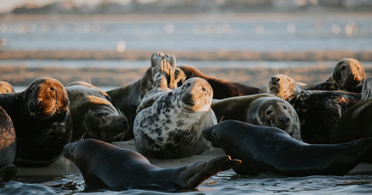 Seals: Diet, habitat, behaviour, and conservation | IFAW