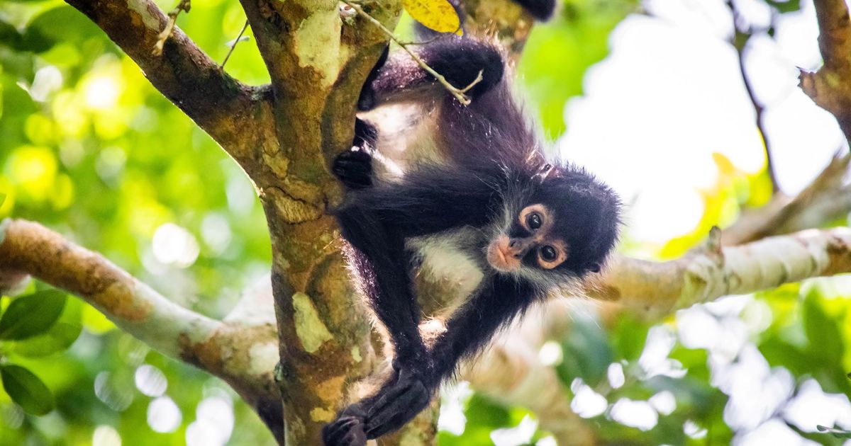 Spider monkeys: Lifestyle, threats, and interesting facts