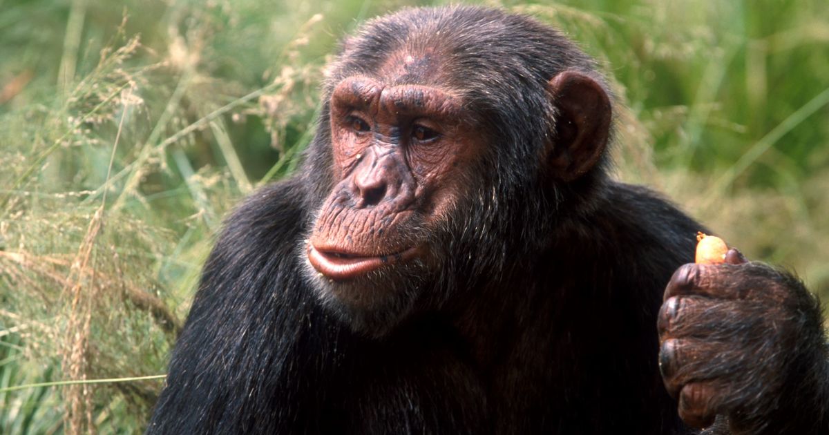 Chimpanzees | Facts, Diet, and Threats To the Species Survival