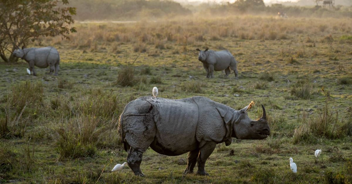 Facts to know about the Indian one-horned rhinoceros | IFAW