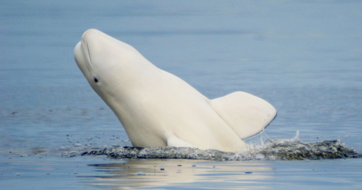 Beluga whales: Facts, threats, and conservation | IFAW