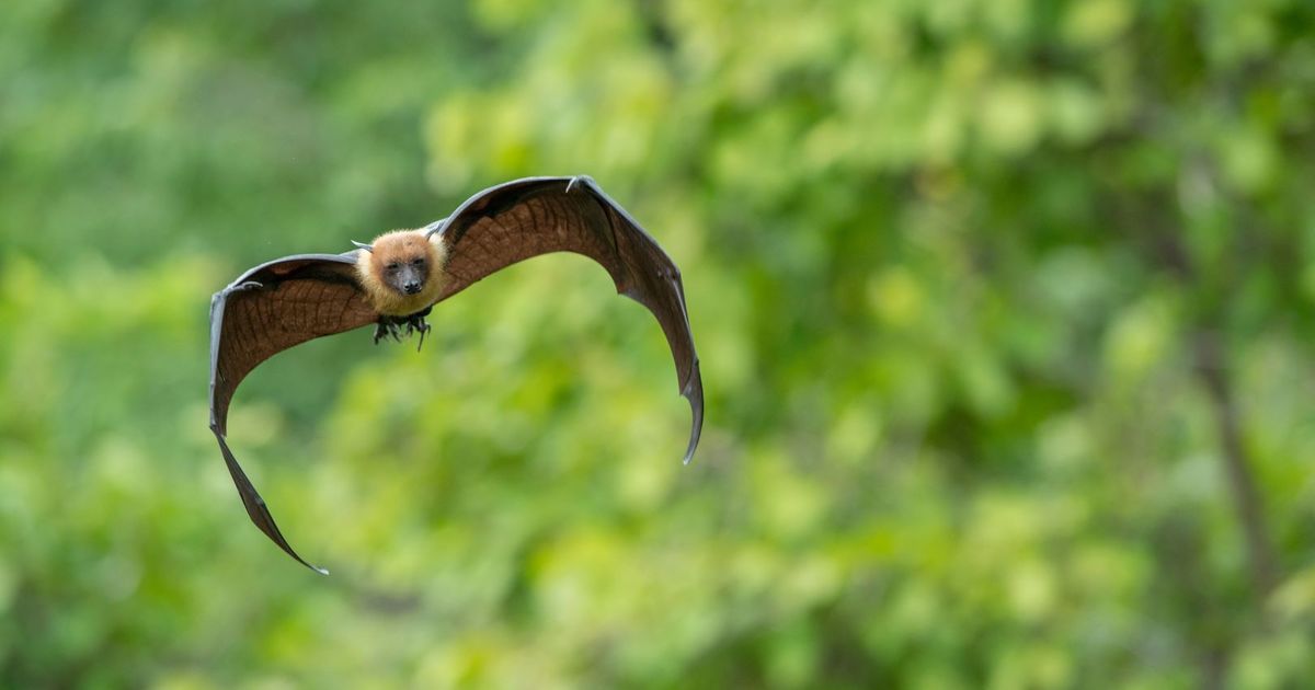 Facts About Bats: Habitat, Diet, And Conservation | IFAW