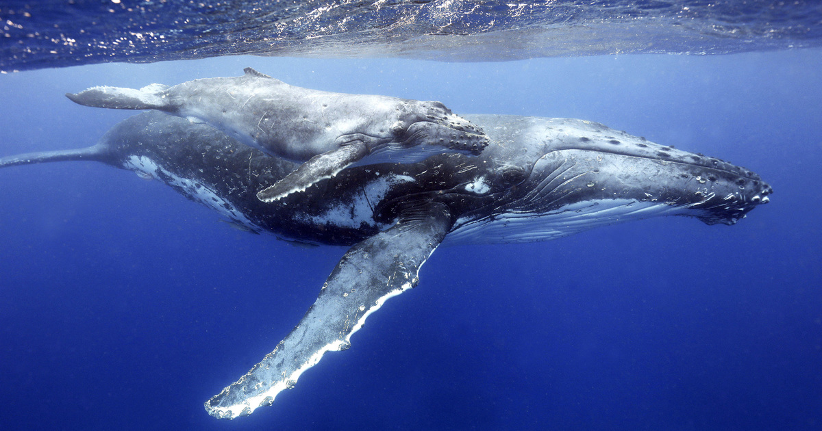 Informatie over de walvis | IFAW