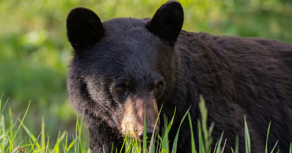 Black Bears: Facts, Diet, Habitat, and Conservation | IFAW