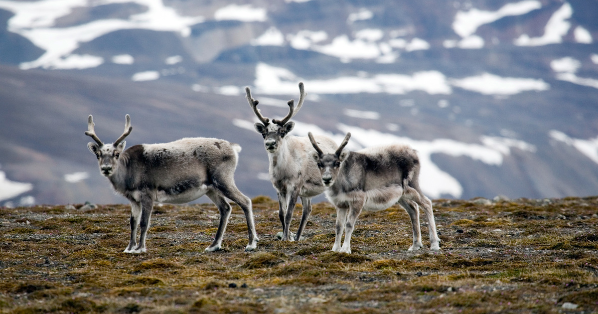 Caribou and reindeer: Habitat, diet, and interesting facts | IFAW