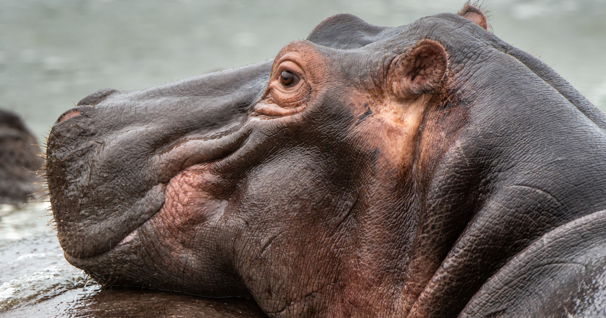 Hippopotamus facts, diet, and threats to survival | IFAW