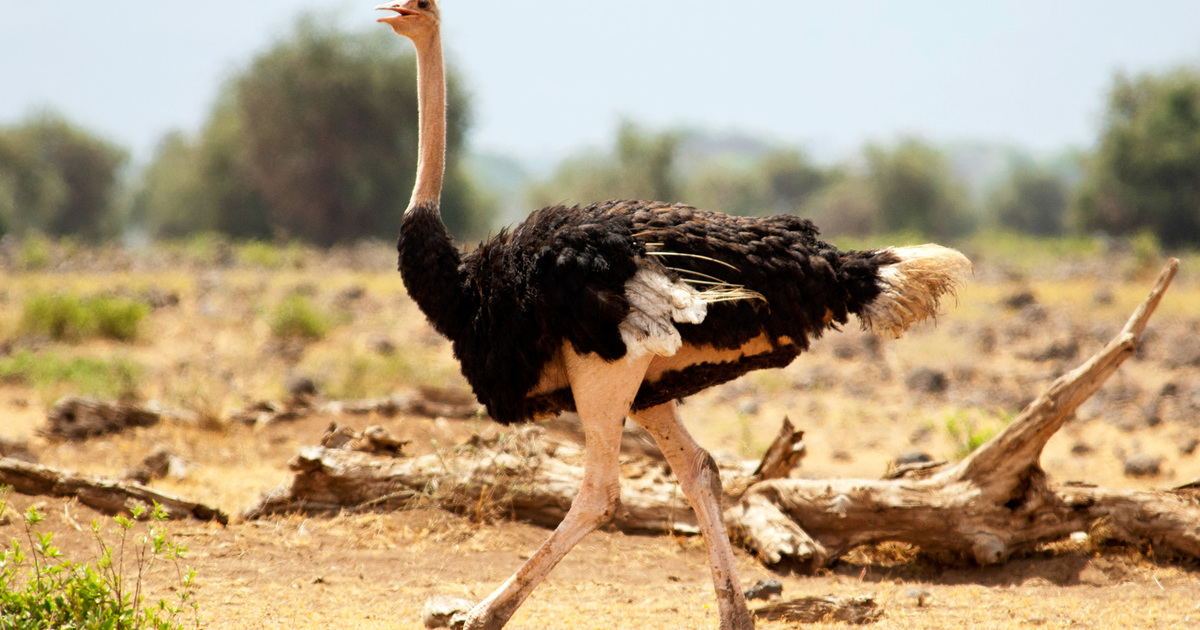 Ostriches: Facts, Threats & Conservation | IFAW