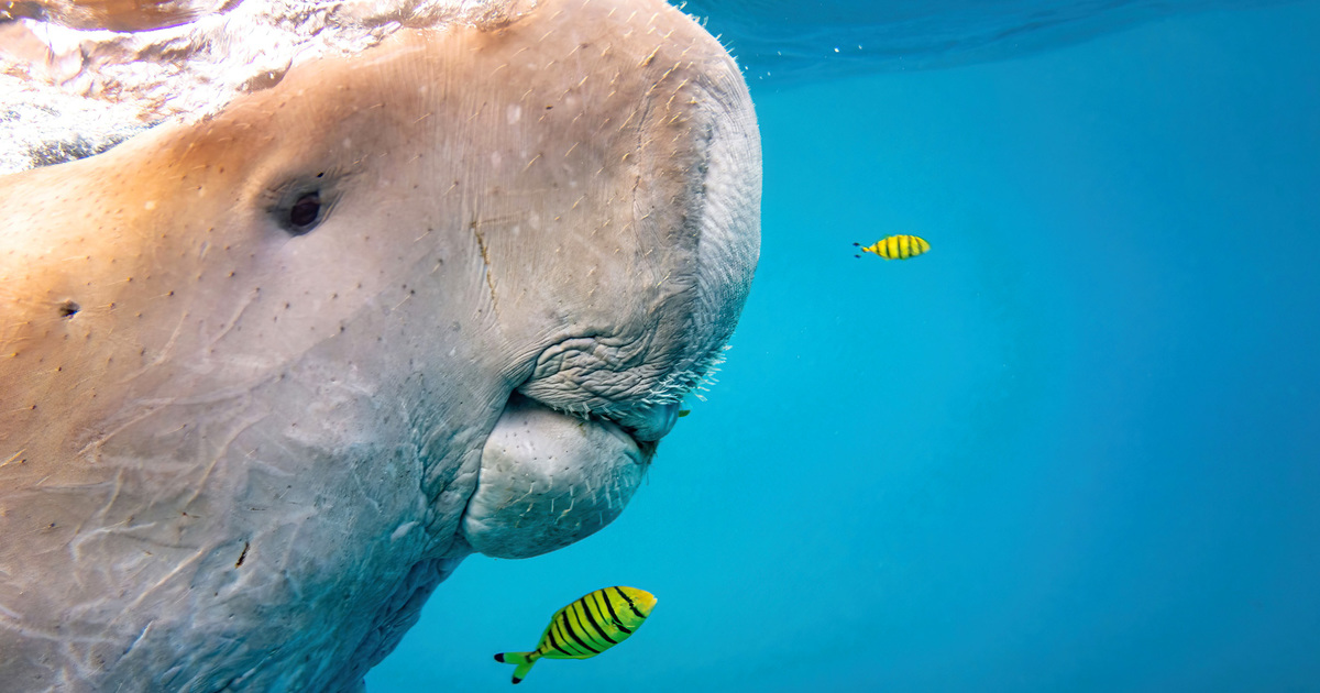 Dugongs: Threats, Conservation, and Interesting Facts | IFAW