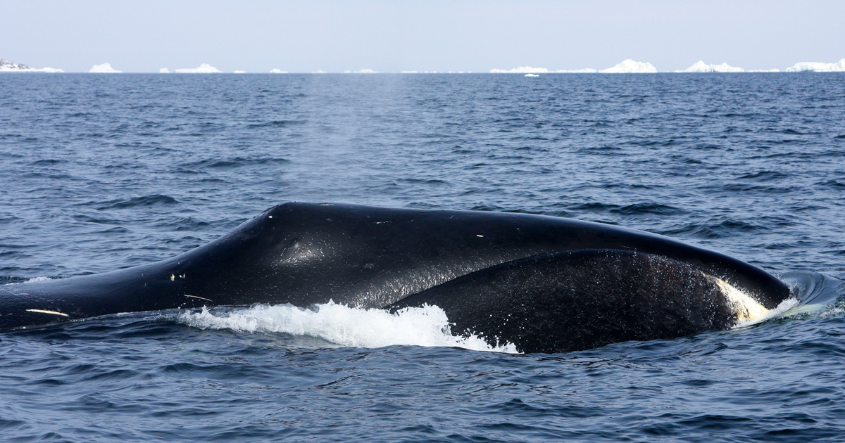Bowhead whales: Habitat, diet, And conservation | IFAW