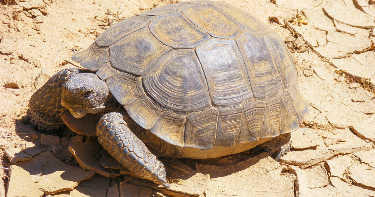 Desert tortoise facts & conservation | IFAW