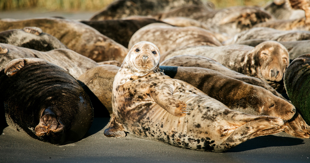 Ce que vous devez savoir sur les phoques ? | IFAW