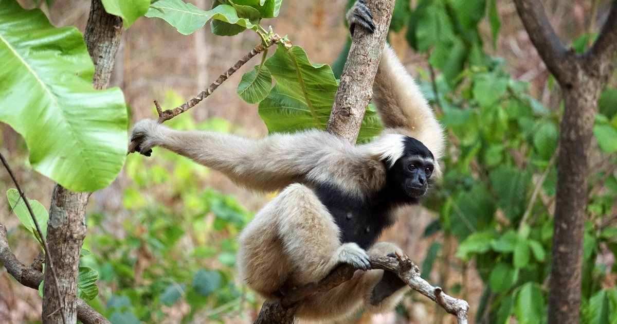 Gibbons: Facts, habitat, diet, and conservation | IFAW