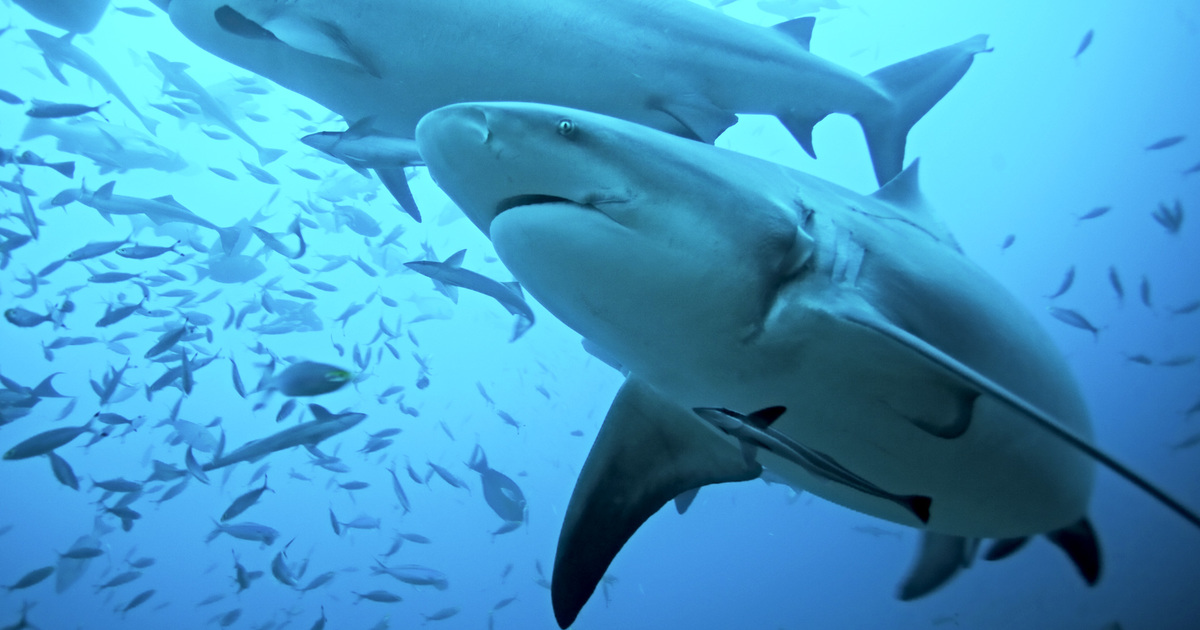 Bull sharks: Habitat, diet, and conservation | IFAW