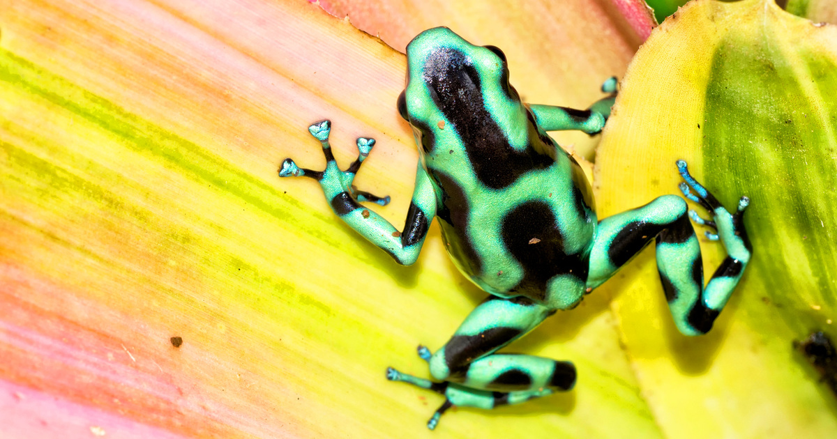 Poison Dart Frogs: Facts, Threats, and Conservation | IFAW