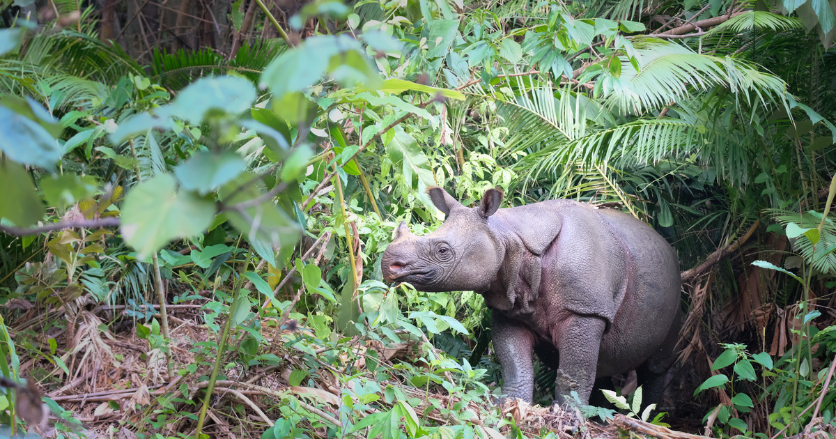 Javan Rhinos: Threats, Conservation, Interesting Facts | IFAW