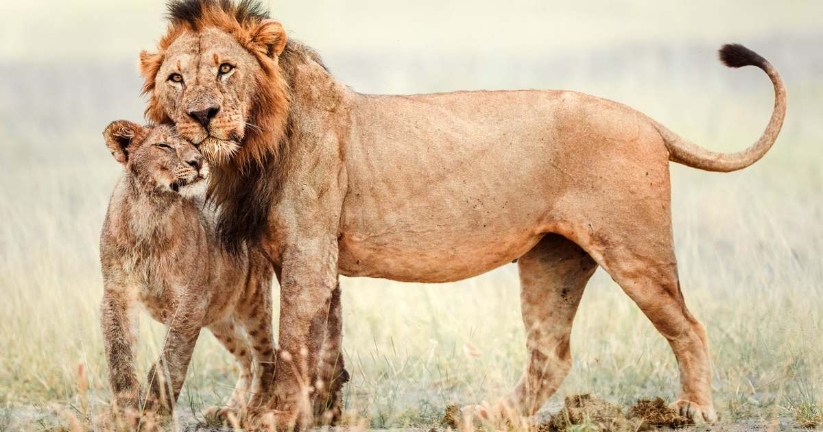 Big cats: threats, conservation, and FAQs | IFAW