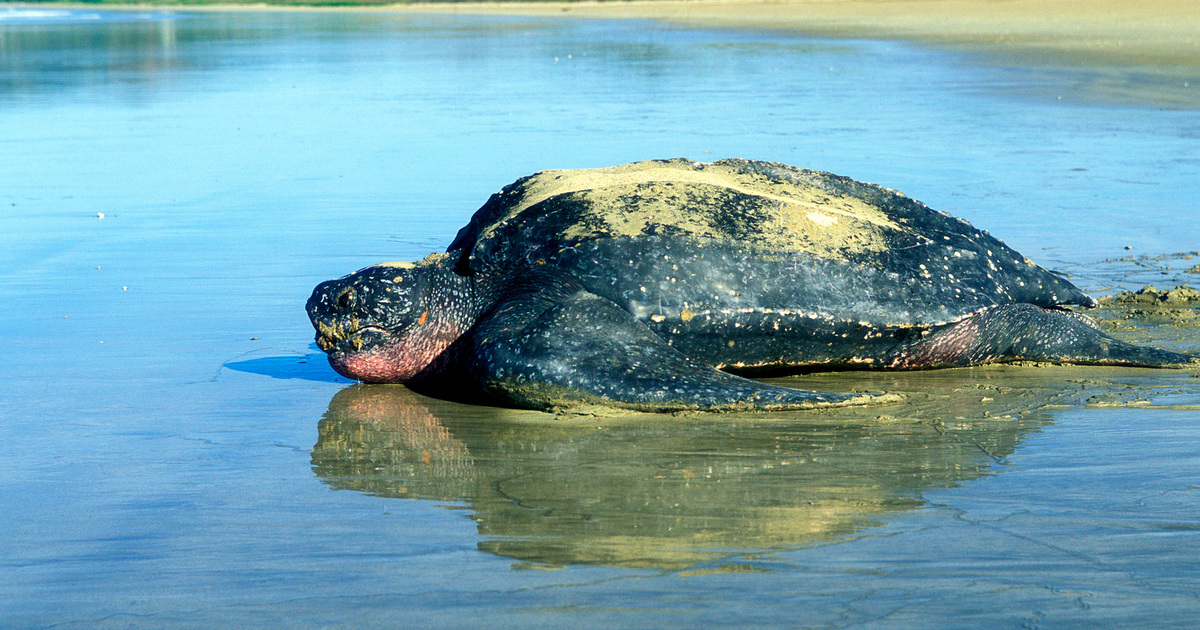 Leatherback Turtles Facts Habitat Diet And Threats Ifaw