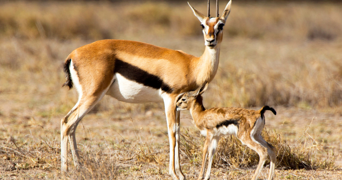 Thomson’s Gazelles Facts, Threats, & Conservation | IFAW