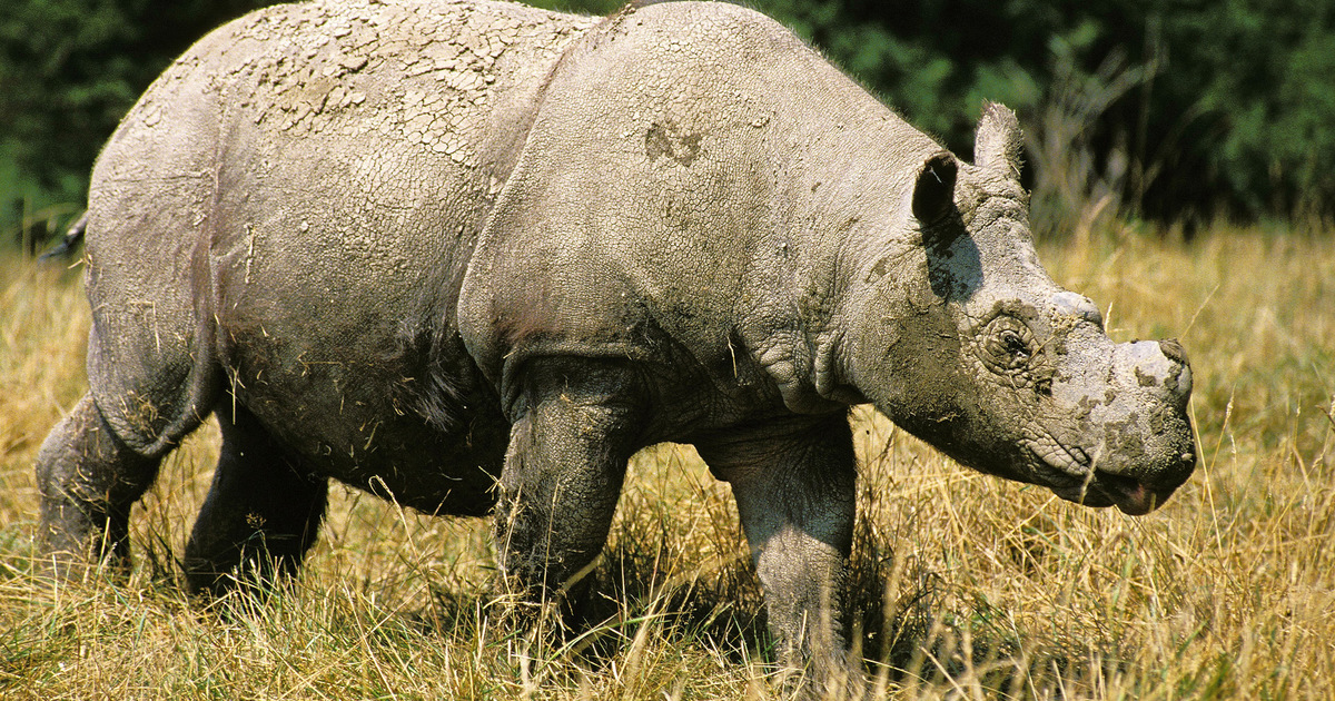 Sumatran Rhinos: Facts, Threats, & Conservation | IFAW