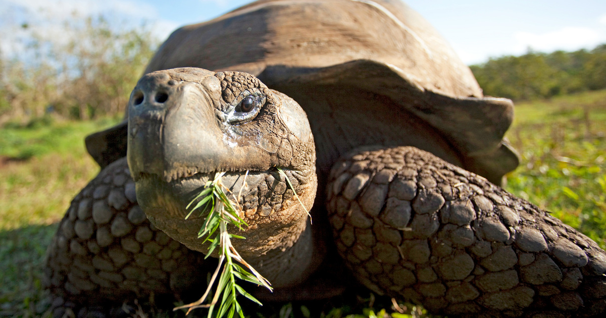 Giant tortoises of the Galápagos Islands | IFAW