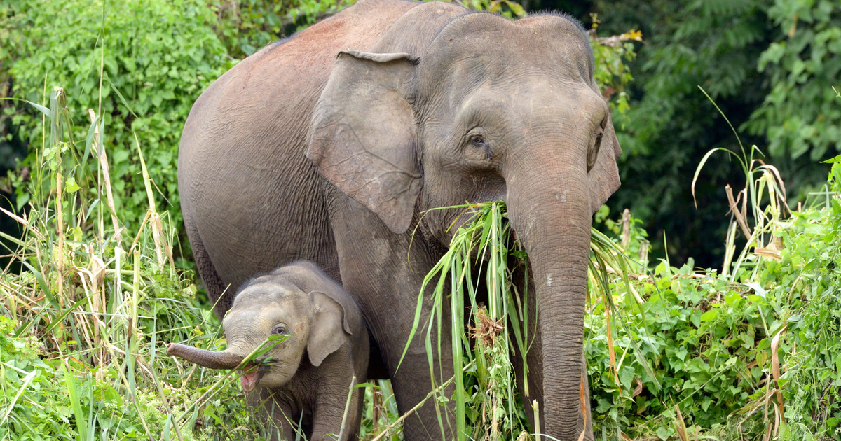 Borneo elephants: Facts, Threats, & Conservation | IFAW