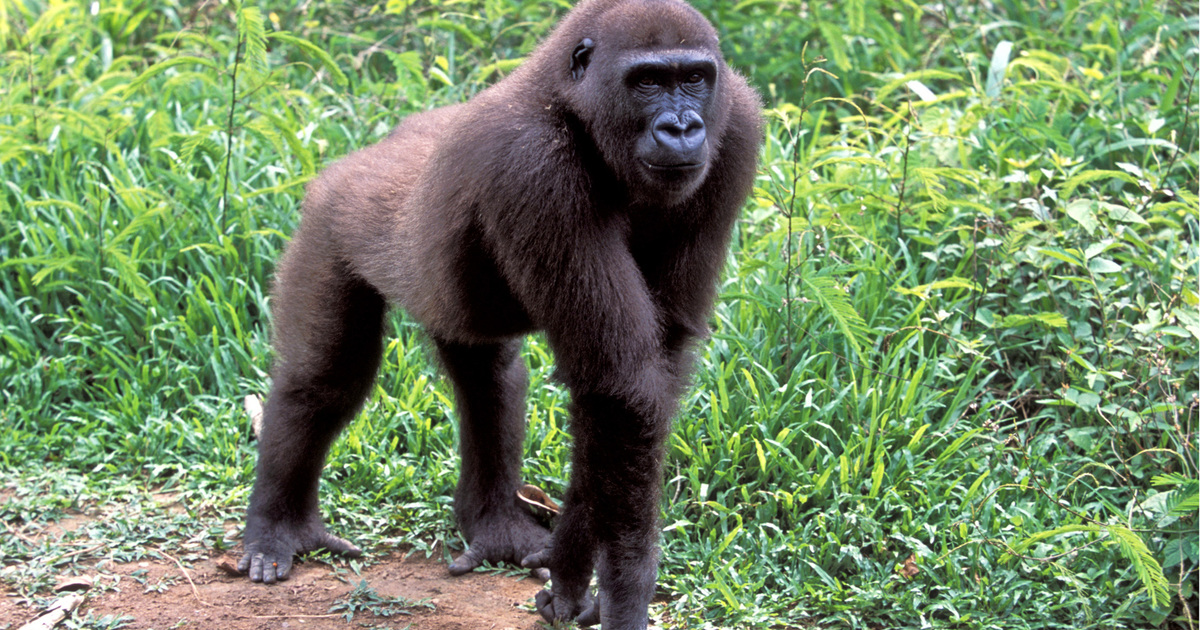 Facts about the western lowland gorilla | IFAW