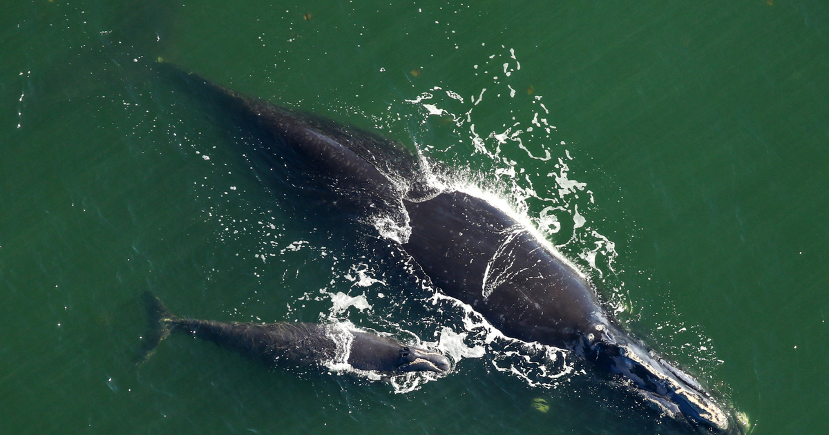 North Atlantic Right Whale Facts & Conservation | IFAW