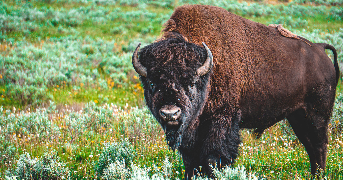 Bisons: Habitat, Conservation Status, & Threats | IFAW