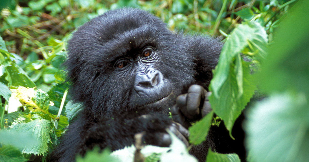 Eastern Gorilla Facts: Habitat, Diet, & Conservation | IFAW