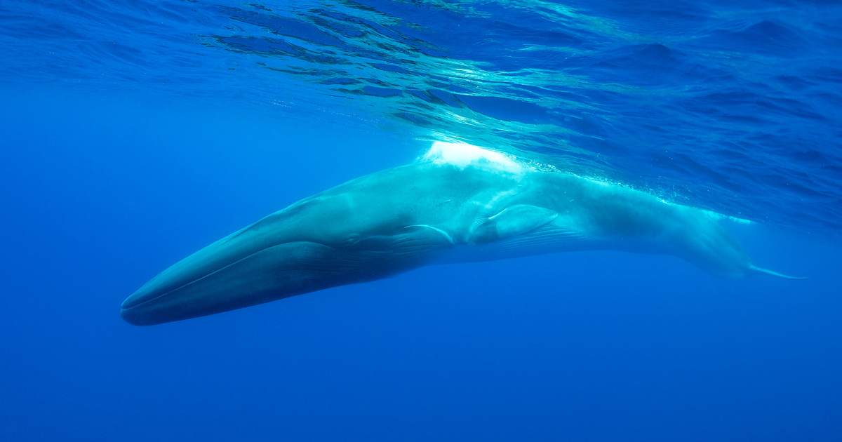 Interesting facts about fin whales | IFAW