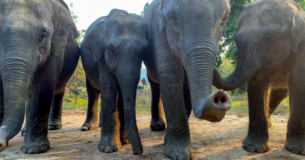 Indian Elephant Facts: Habitat, Diet, & Conservation | IFAW