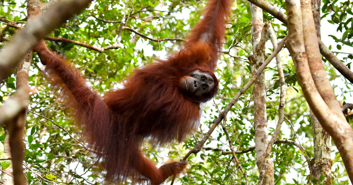 Bornean Orangutan Facts: Habitat, Diet, And Threats | IFAW