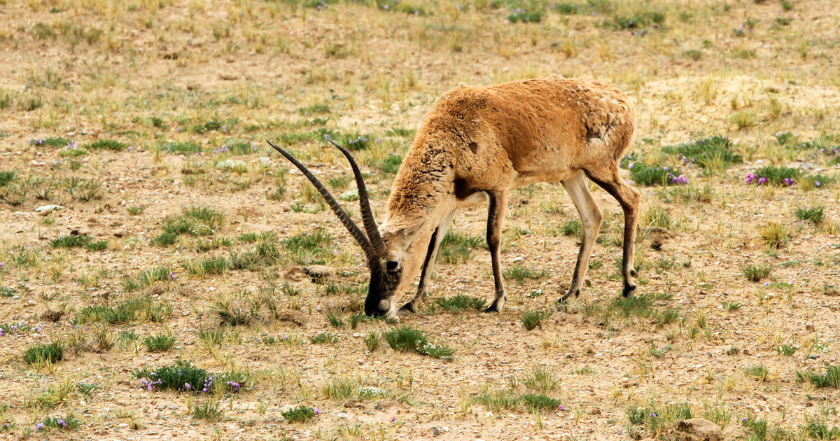 Tibetan Antelope (Chiru): Facts, Threats & Conservation | IFAW
