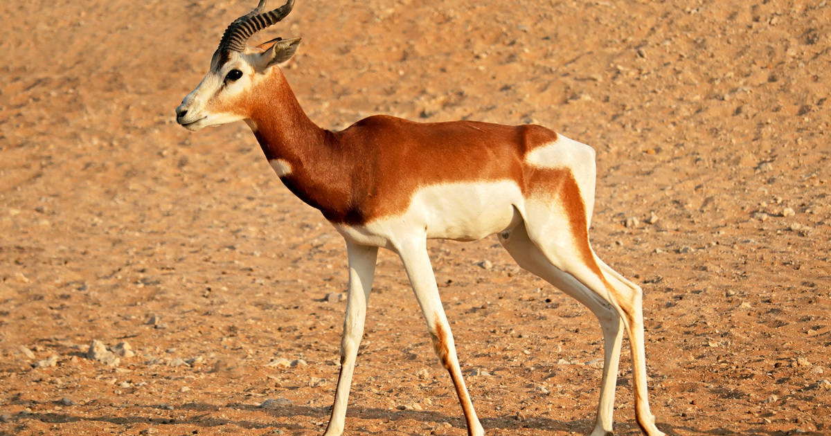 Deer like animals with horns store
