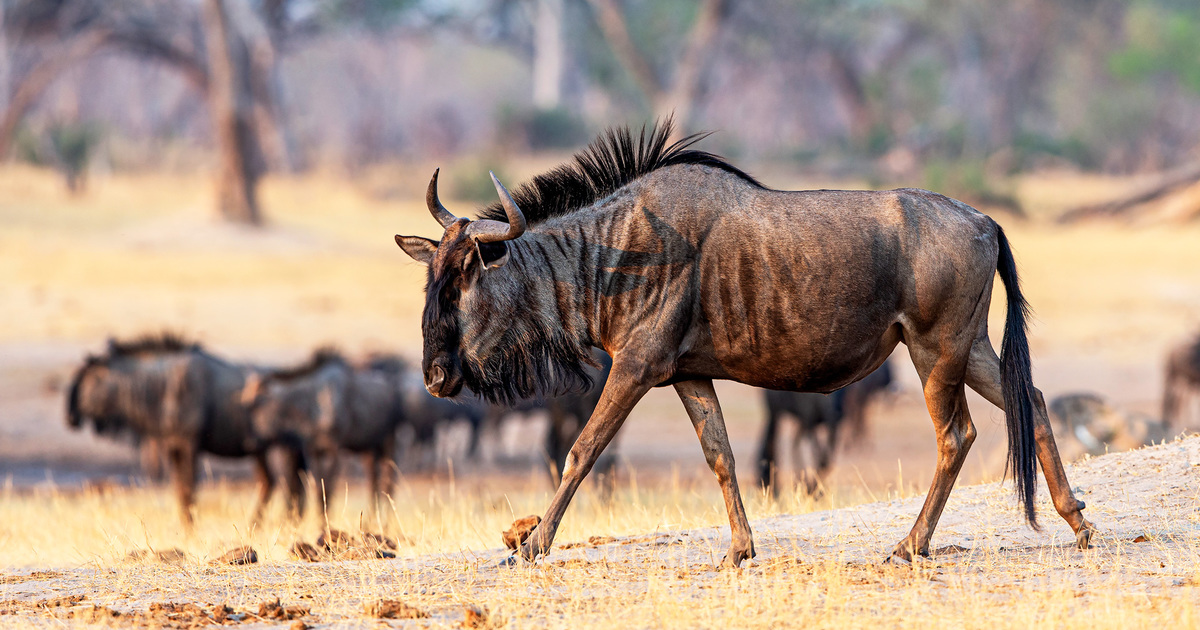 Wildebeests: Facts, Behaviours, Threats, and Diet | IFAW