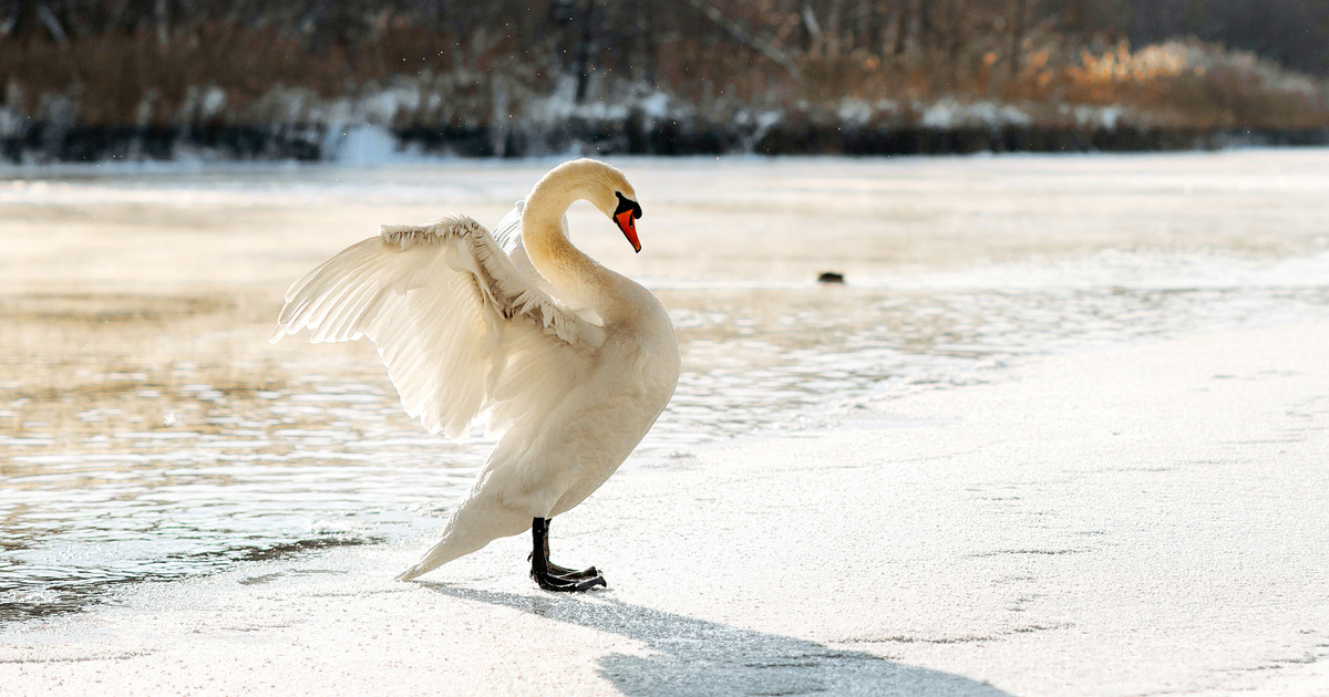 Swans: Facts, Threats, Habitat, and FAQs | IFAW