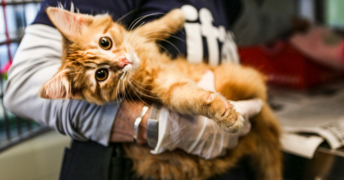 Cats: Facts you need to know about domestic cats | IFAW