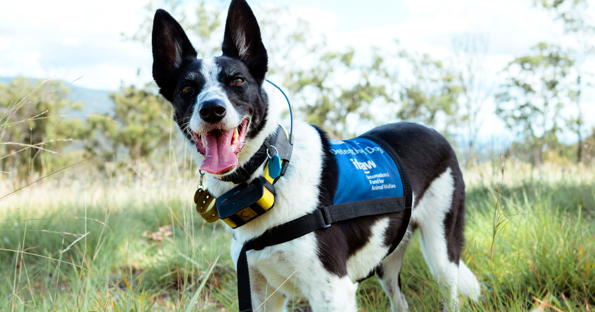 Facts About Dogs: What You Need to Know | IFAW