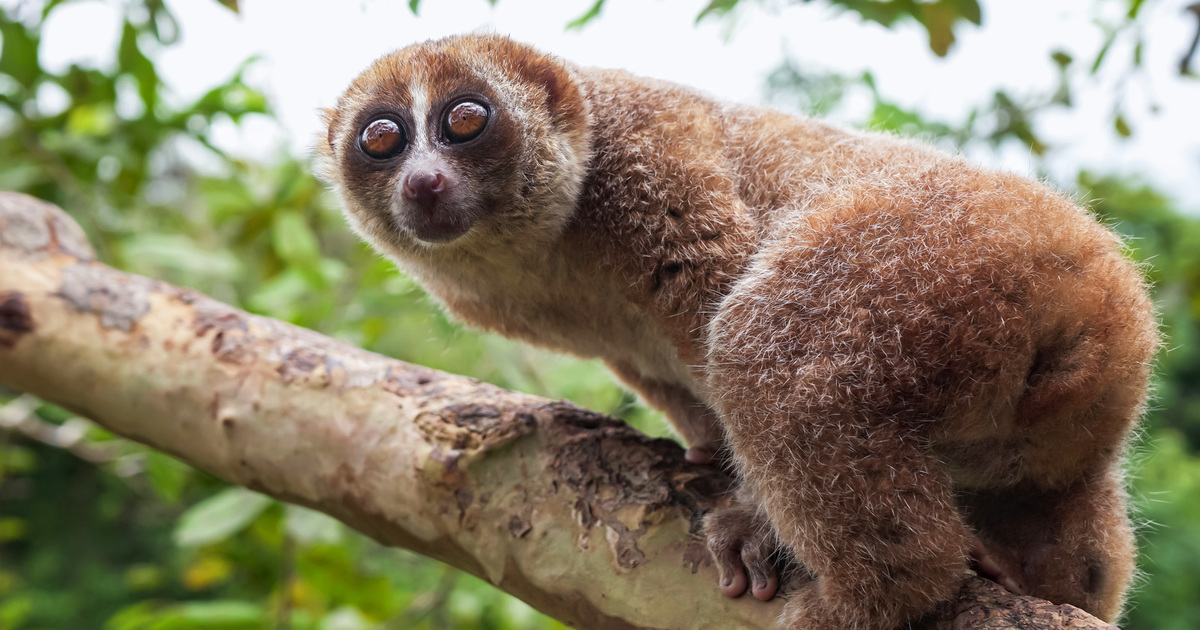 Slow Loris: Facts, Threats & Conservation | IFAW