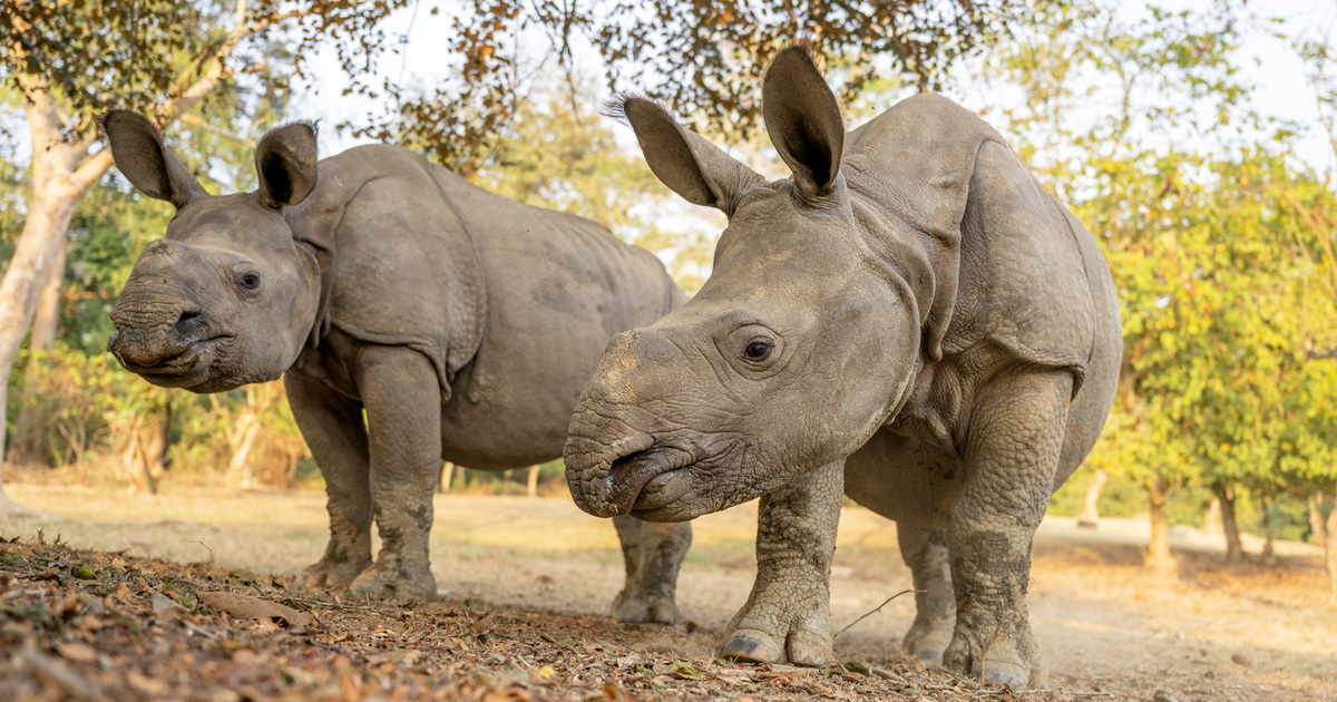 Informatie over de Indische neushoorn | IFAW