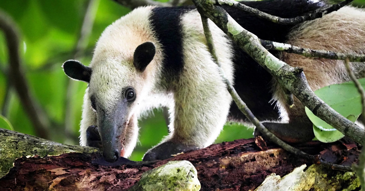Anteaters: Facts, Habitat, & Conservation | IFAW