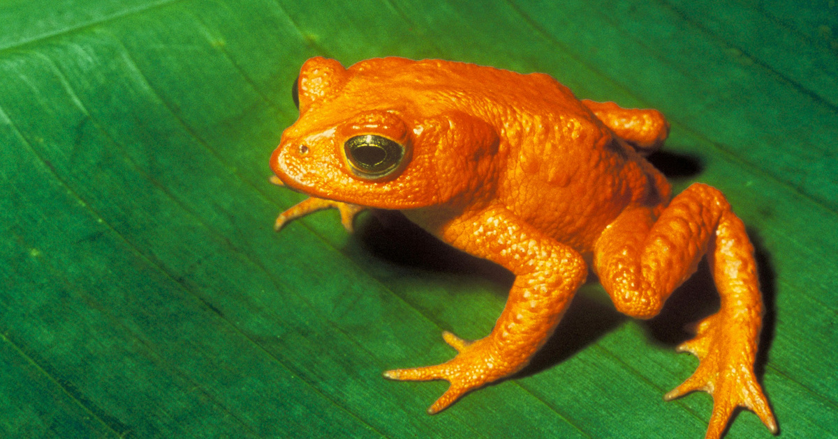 Golden Toads: Why They Went Extinct | IFAW