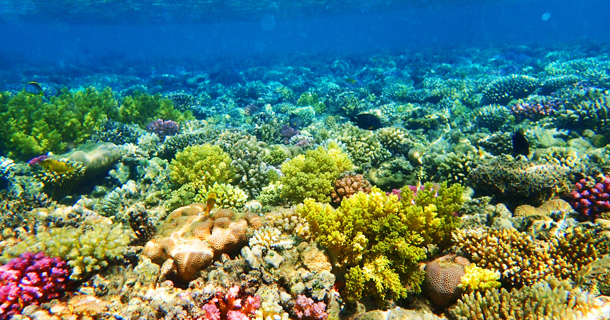 Coral: Facts, Conservation, Ecological Importance | IFAW